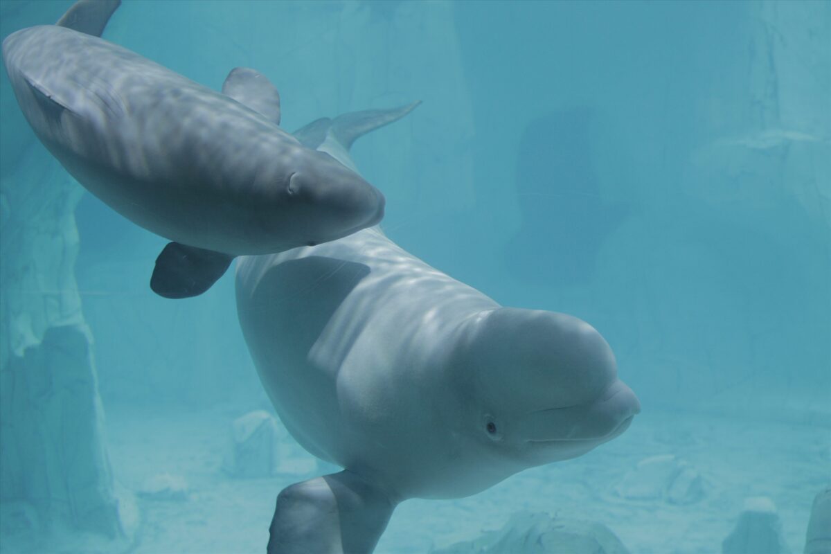 Un regalo para la ciencia - Oceanogràfic de València