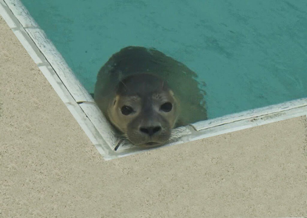 La Fundación Oceanogràfic investiga en Holanda cómo respiran las focas ...