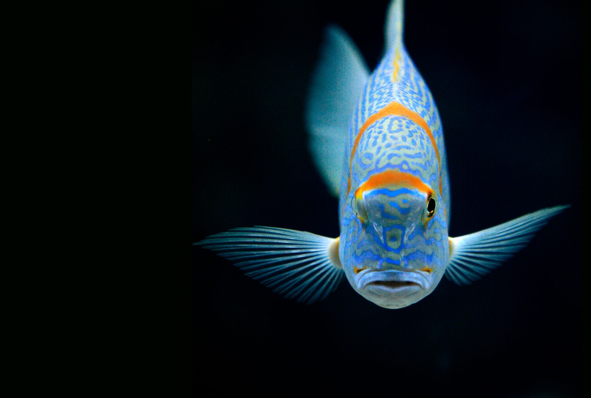 Sailfin snapper - Oceanogràfic de València