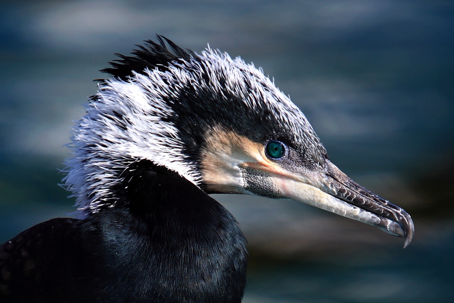 Cormorant
