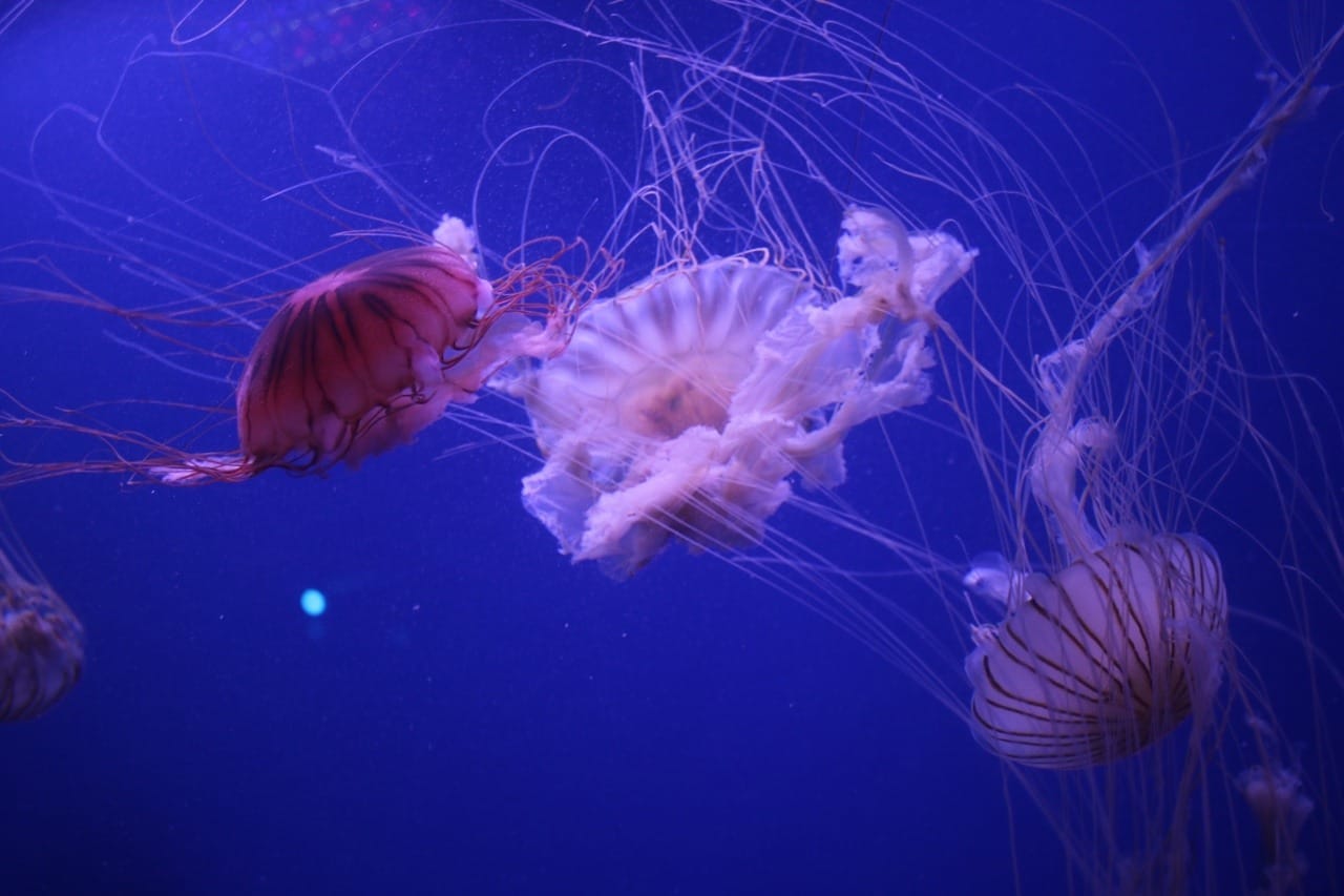 Japanese sea nettle - Oceanogràfic de València