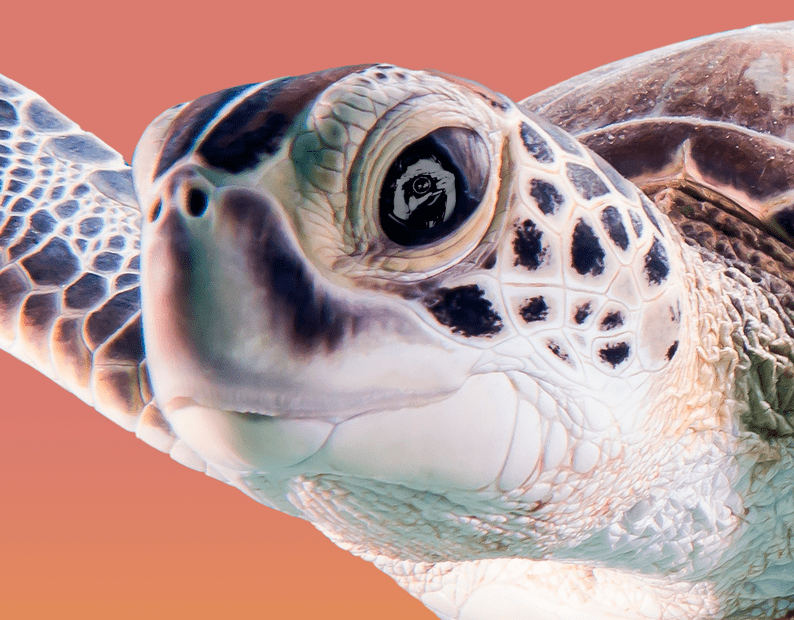 Actividades – Oceanogràfic de València