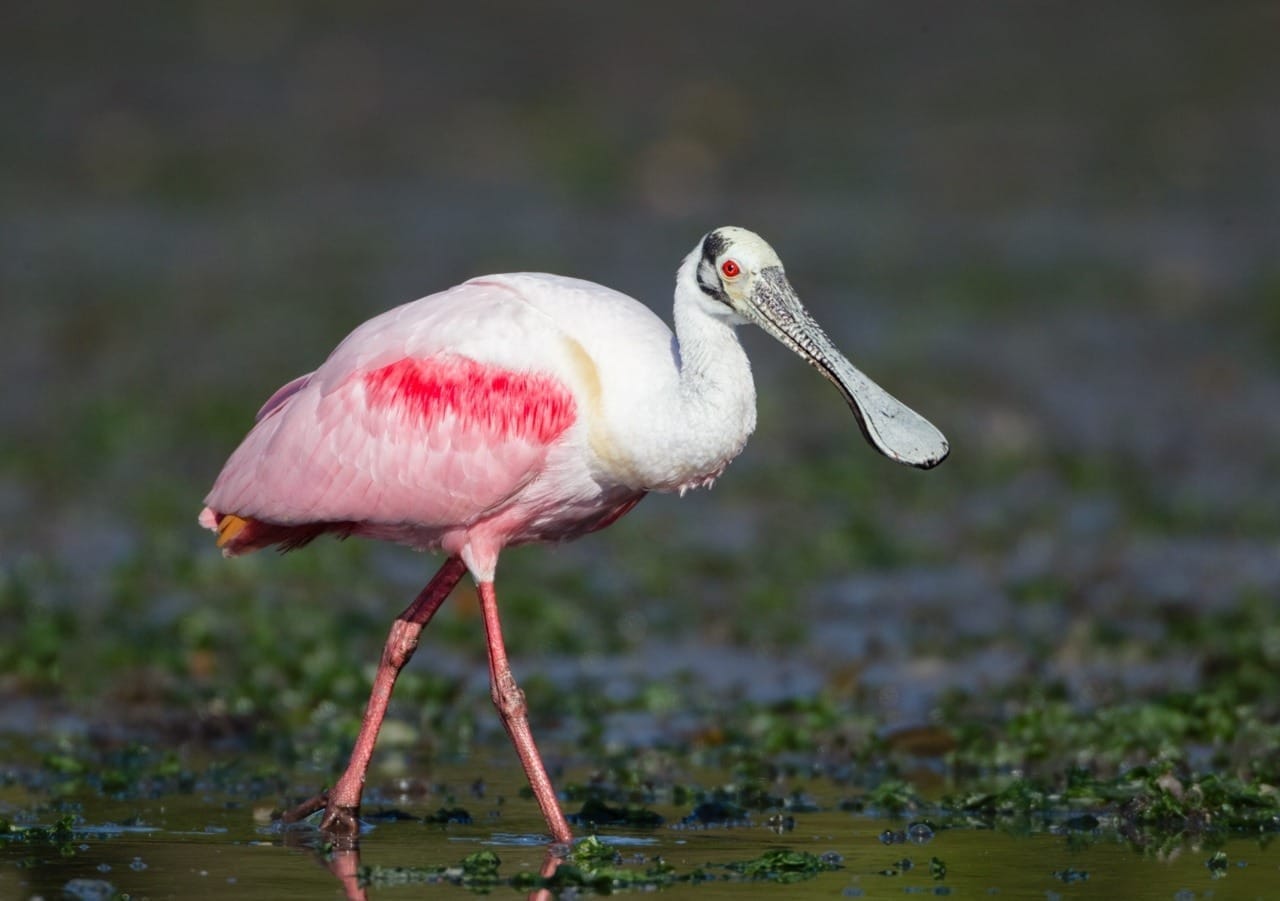 Espátula rosada | Platalea ajaja - Ficha Oceanogràfic