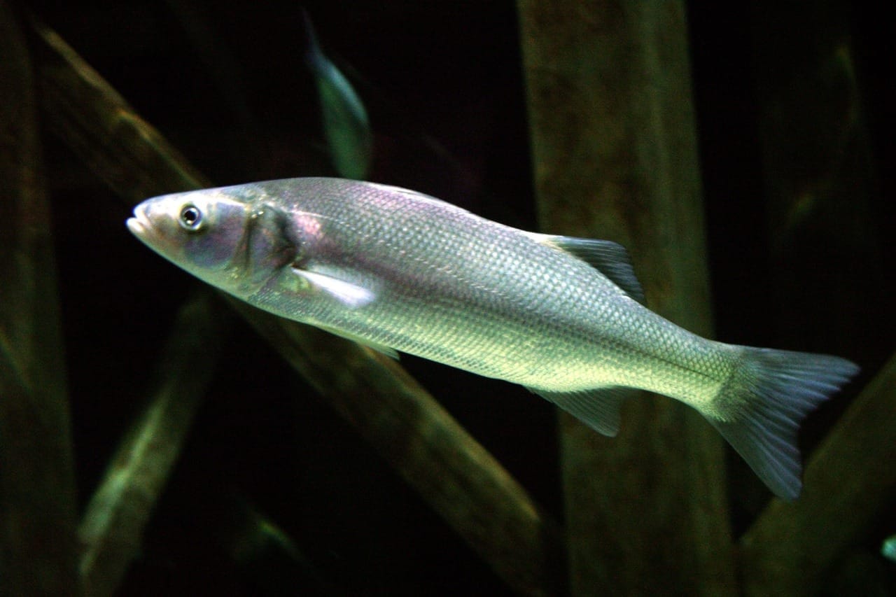 European bass - Oceanogràfic de València