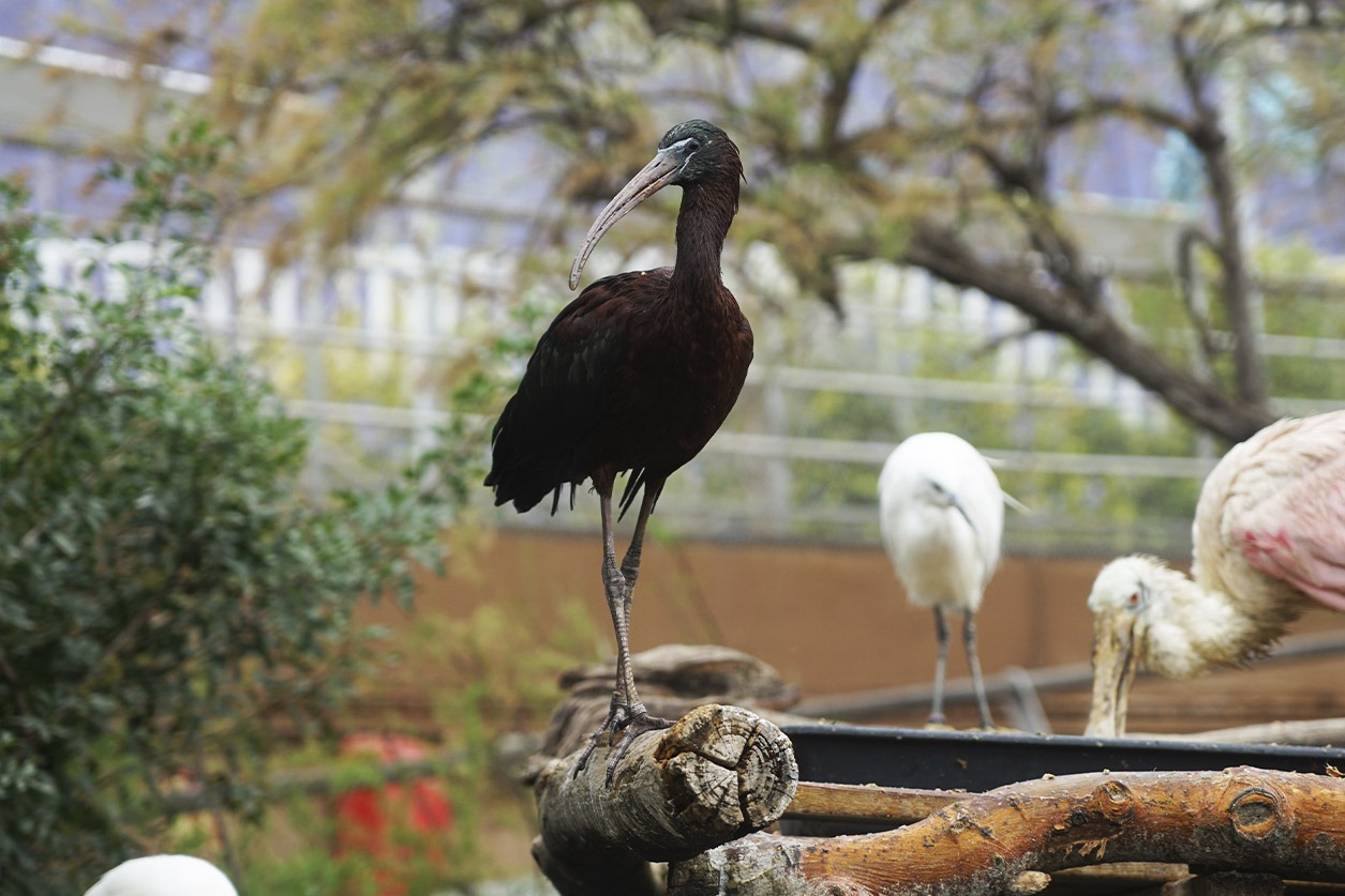 Morito Común - Oceanogràfic de València