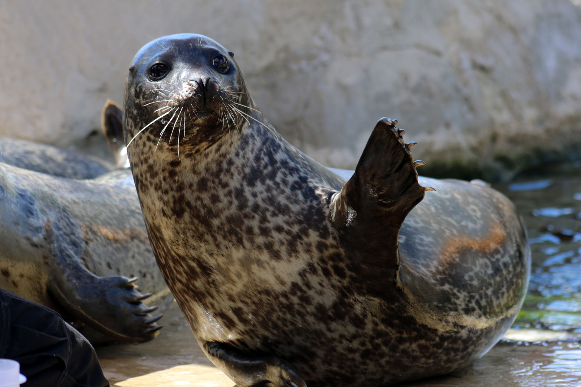 Foca común - Oceanogràfic de València