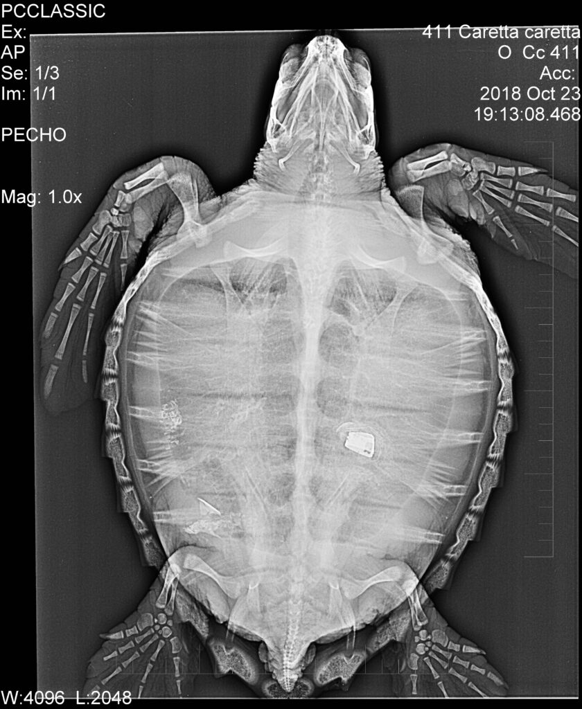 El peor enemigo de las tortugas – Oceanogràfic de València