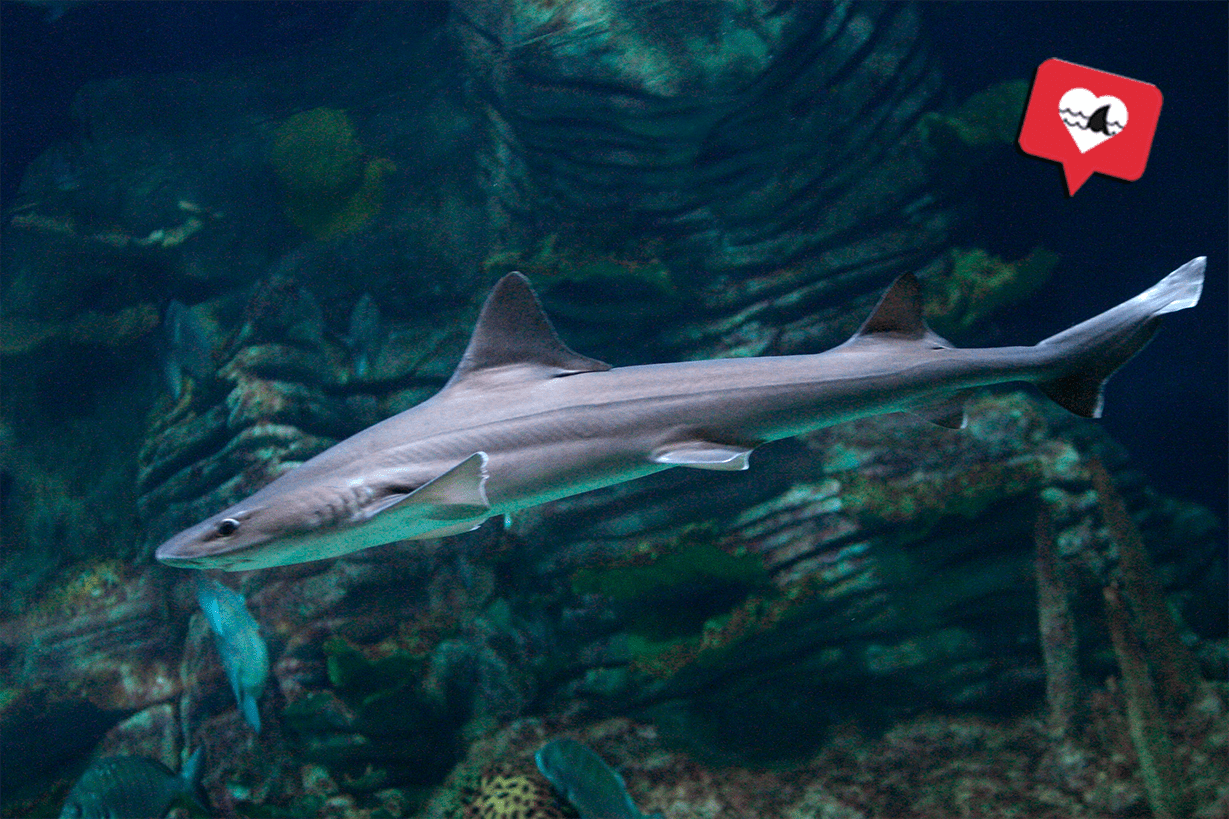 Tiburón Musola - Oceanogràfic de València