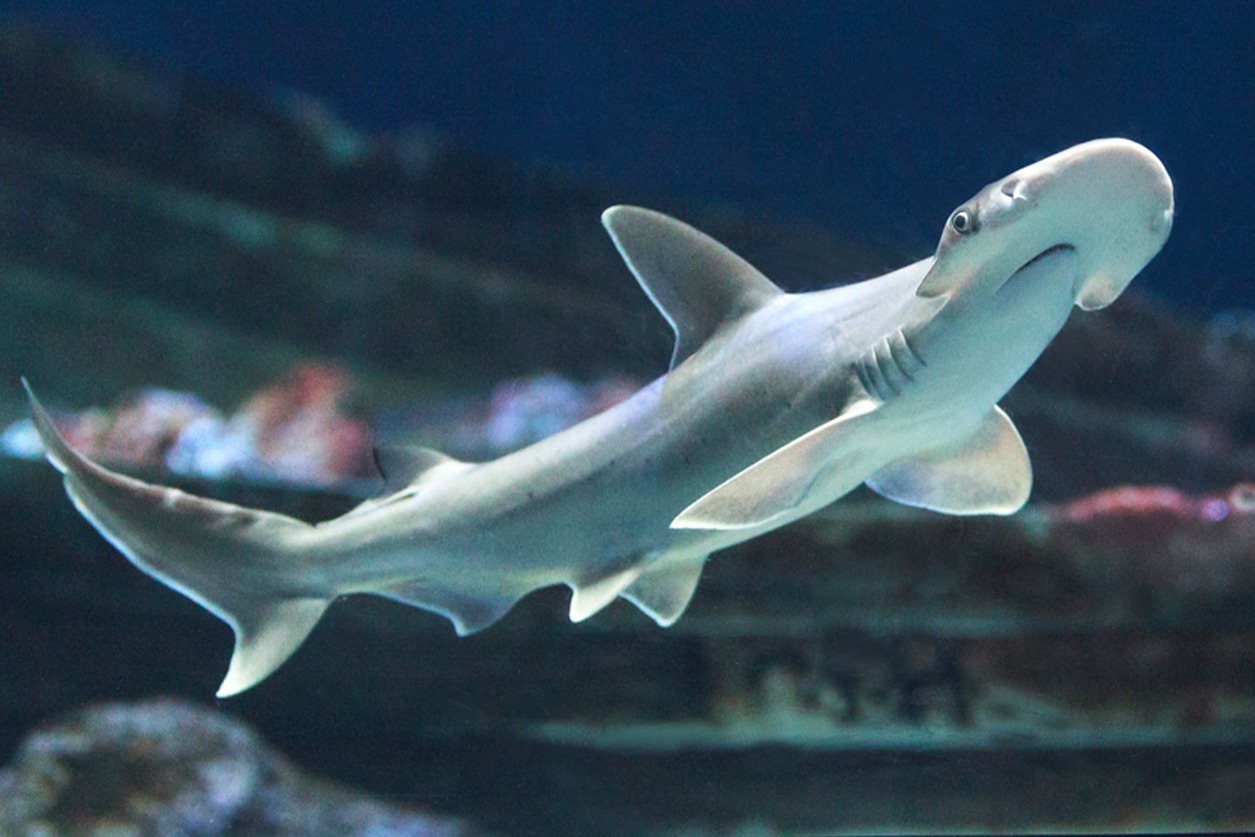 Imagen De Tiburón Martillo Nueva Zona De Cría De Tiburones Martillo