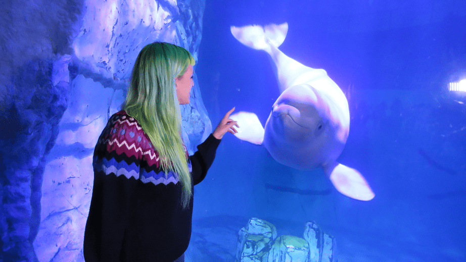 Las madres beluga enseñan a sus hijos un ‘nombre de familia ...