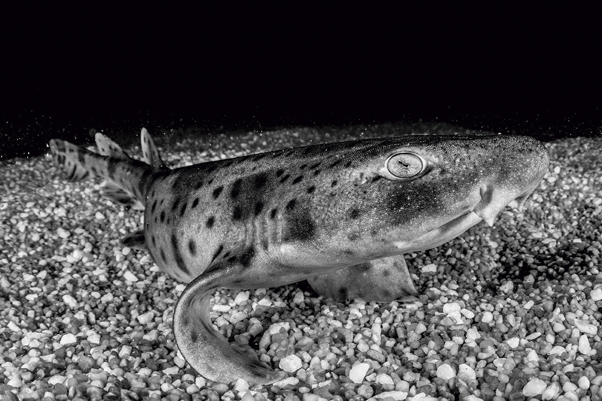 The large-spotted dogfish - Oceanogràfic de València
