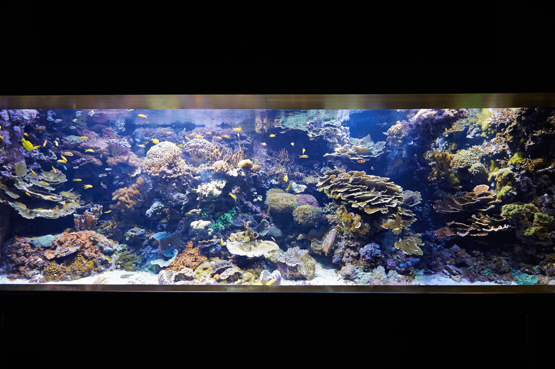 How to get here? - Oceanogràfic de València