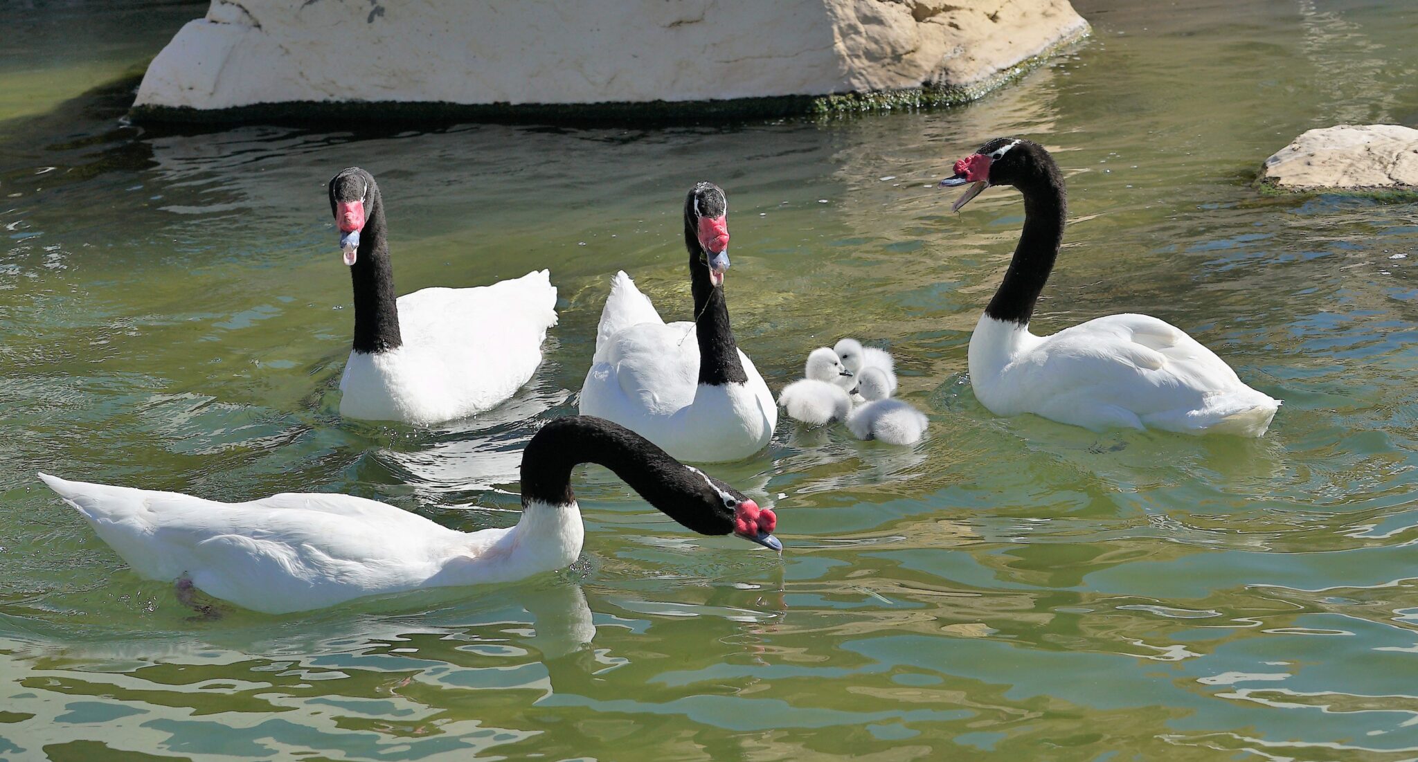 El Oceanogràfic garantiza los niveles de cuidado y bienestar de sus ...