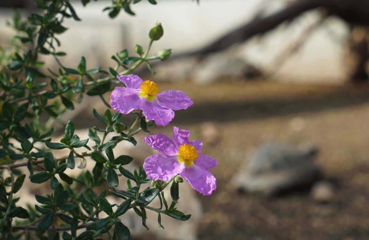 La Jara de Cartagena, joya de la flora mediterránea, crece en el ...
