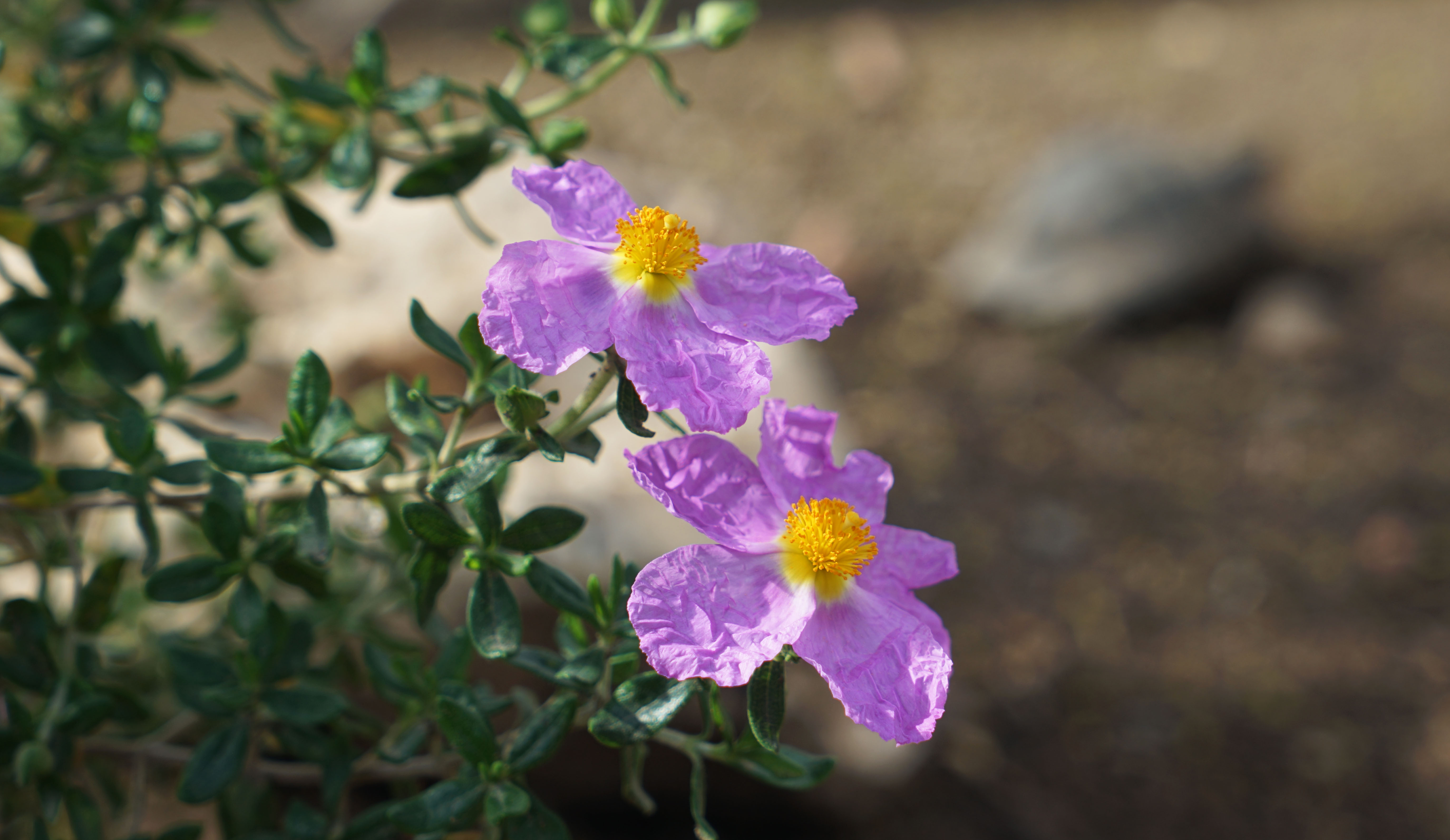La Jara de Cartagena, joya de la flora mediterránea, crece en el ...