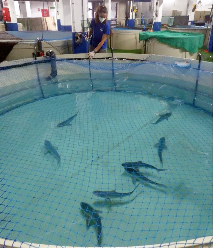 Nacen por primera vez en el Oceanogràfic ocho tiburones grises ...