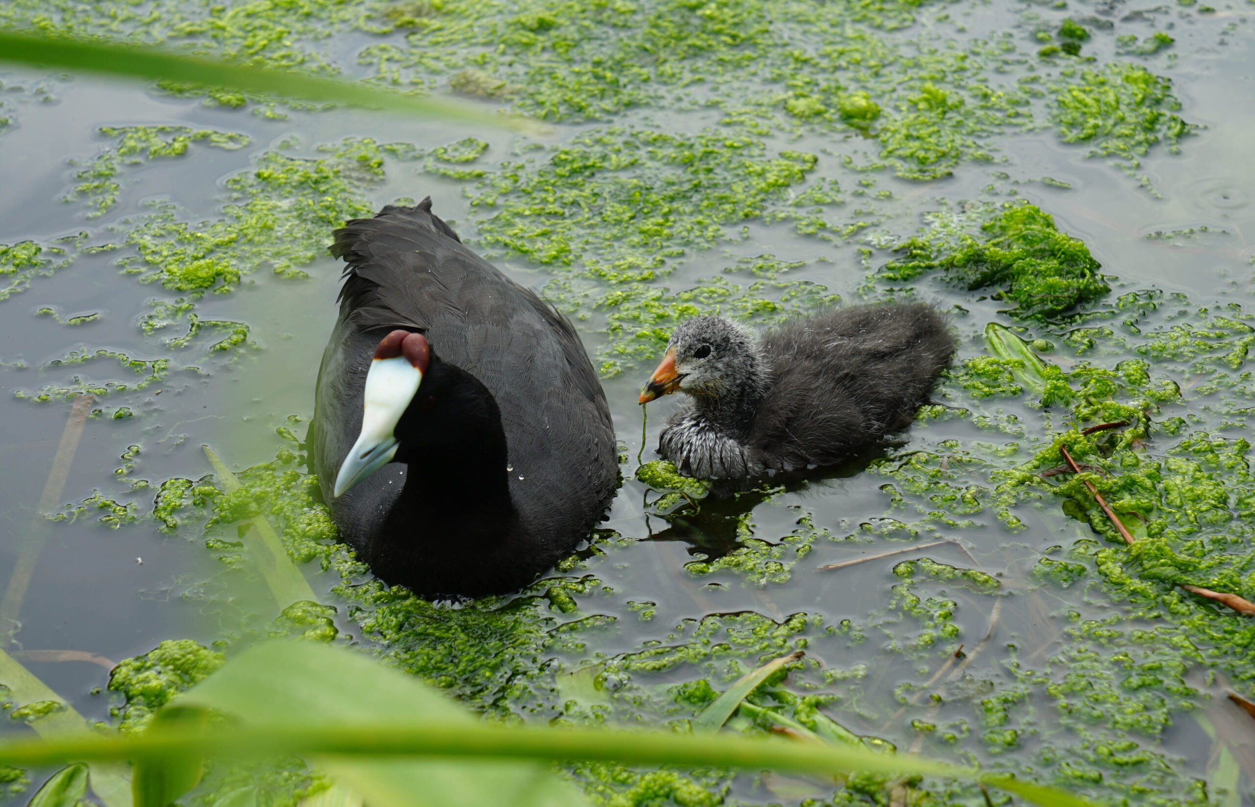 Red-knobbed Coot | Fulica cristata - Oceanogràfic Card