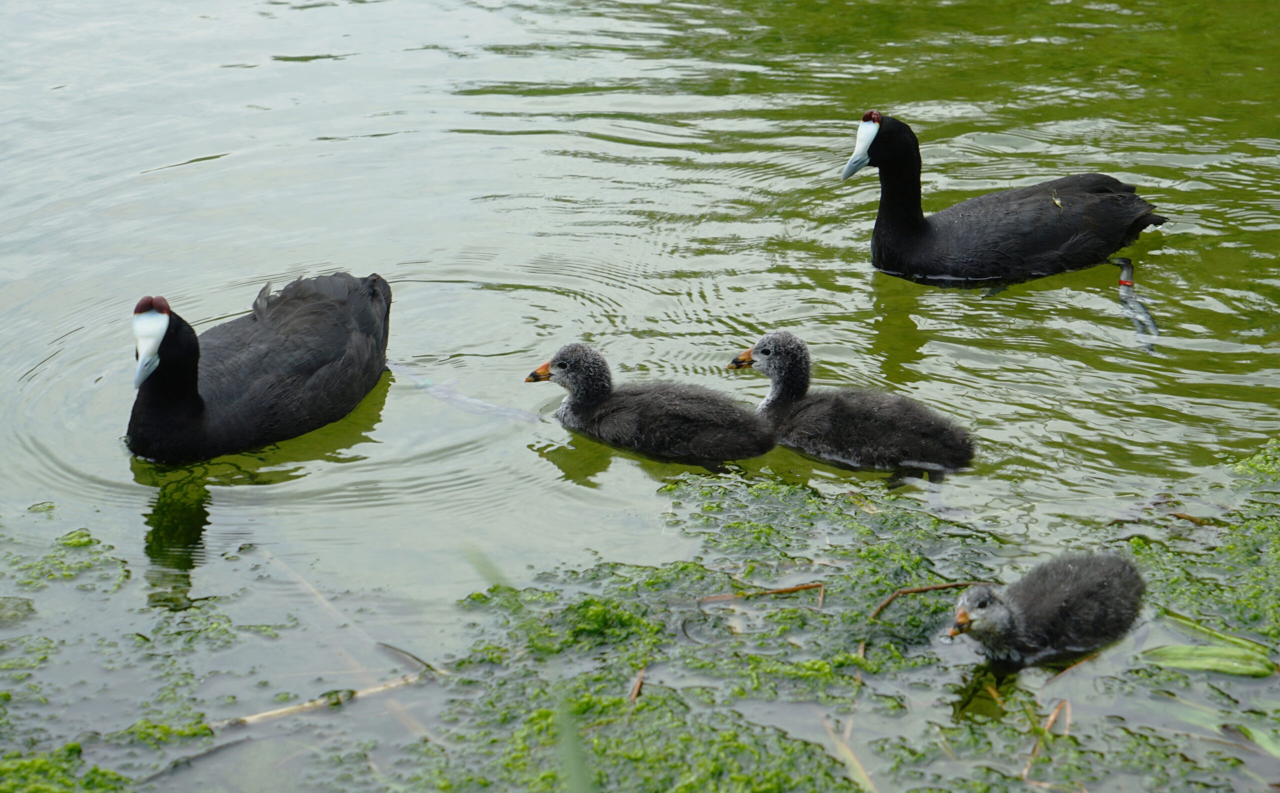 Red-knobbed Coot | Fulica cristata - Oceanogràfic Card