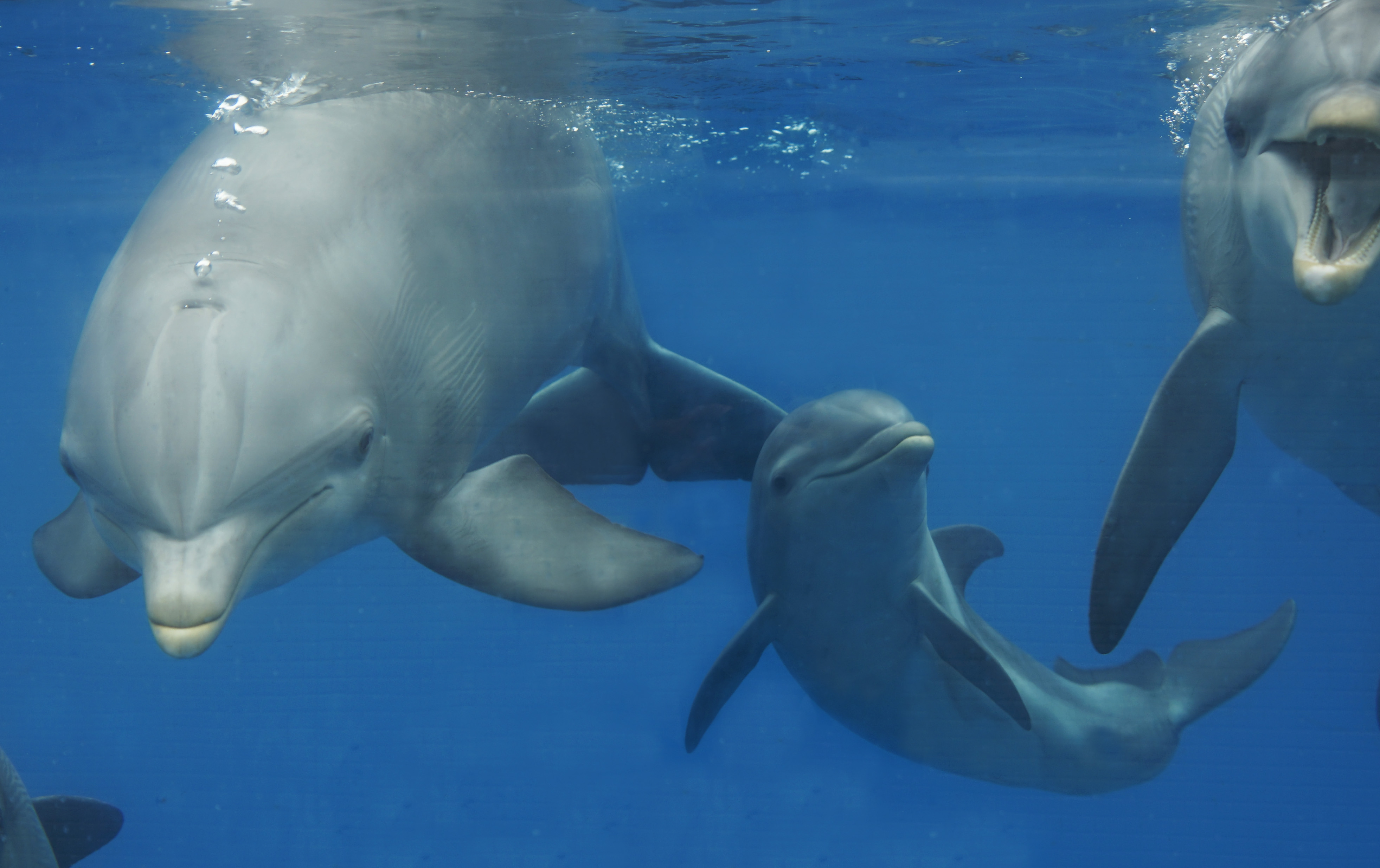 Nace un delfín en el Oceanogràfic en medio del confinamiento ...