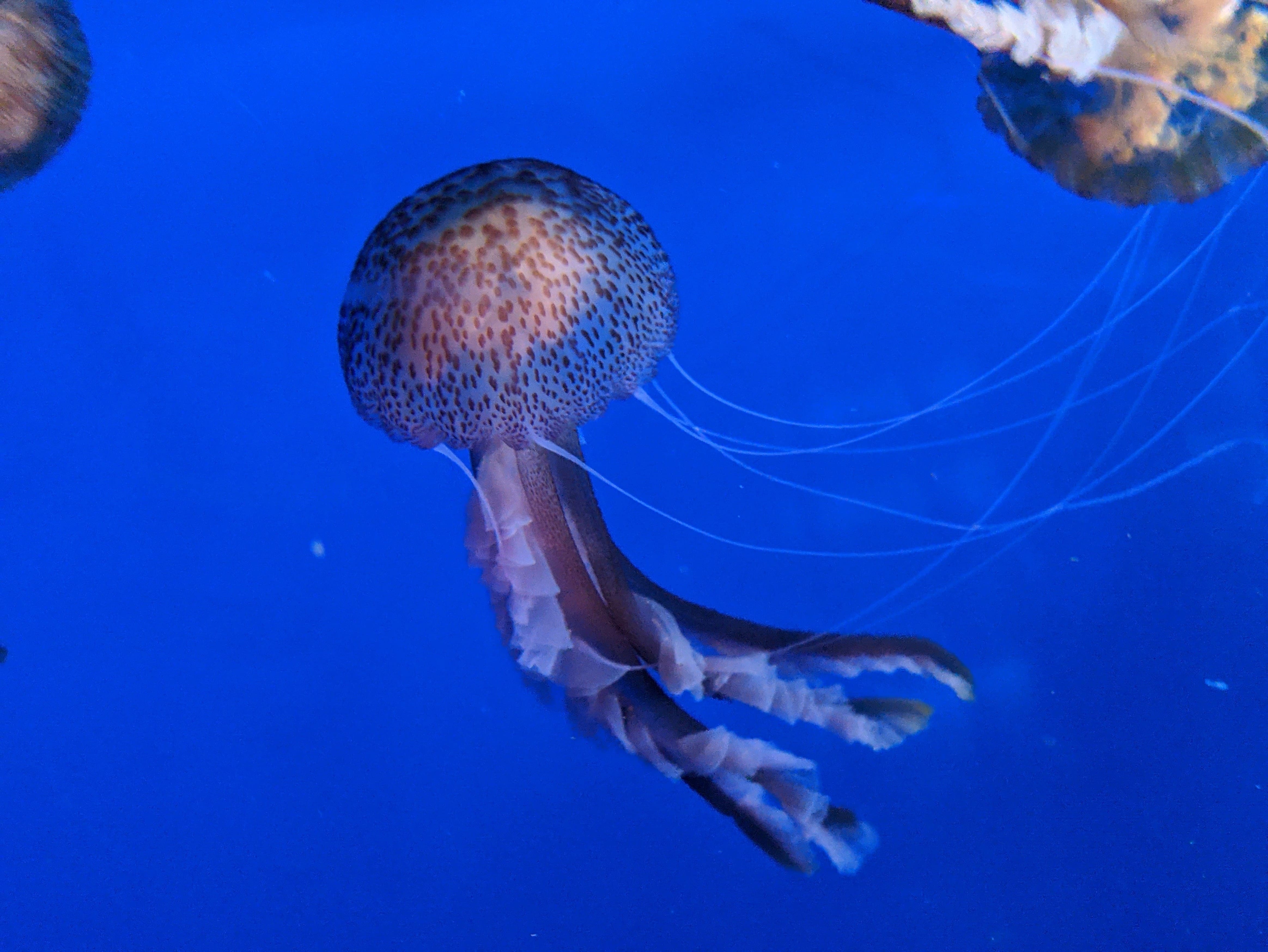 El Oceanogràfic y el ICM-CSIC unen fuerzas para ampliar el conocimiento ...