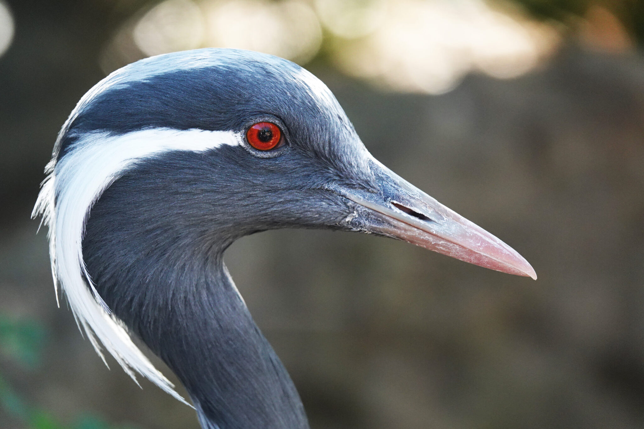 El Oceanogràfic exhibe una especie de grulla extinta en España ...