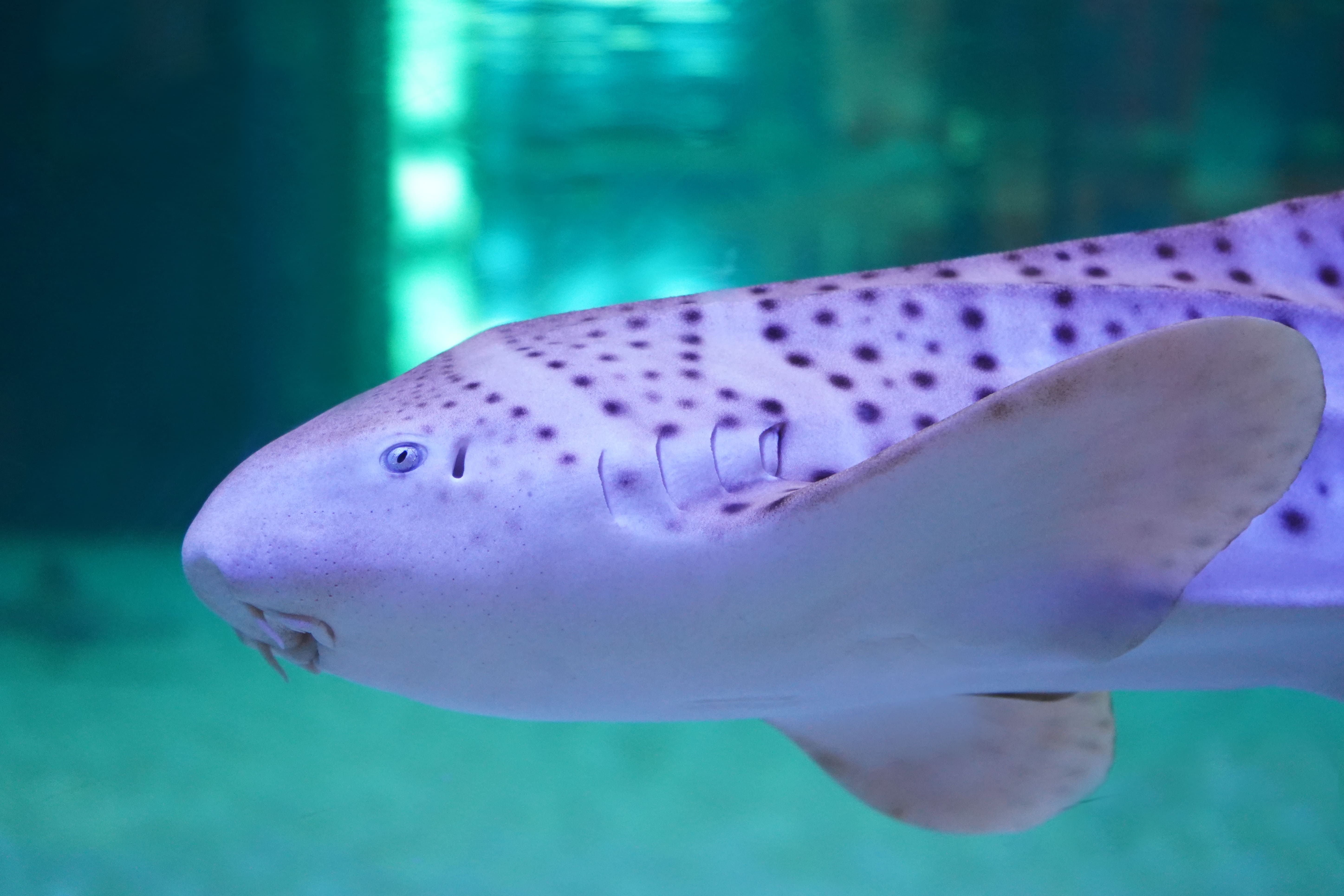 El Oceanogràfic presenta dos tiburones cebra - Oceanogràfic de València