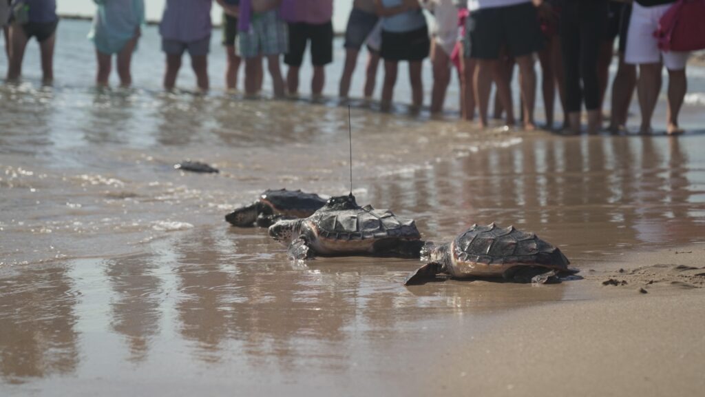 Las catorce tortugas marinas del nido de El Puig vuelven al mar ...