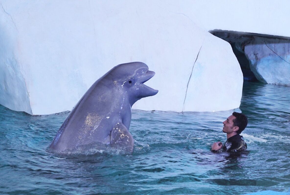 Kylu cumple seis años - Oceanogràfic de València