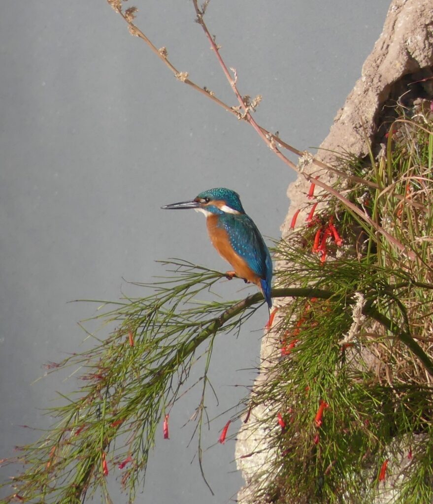 Los lagos naturales del Oceanogràfic atraen a más de un centenar de ...