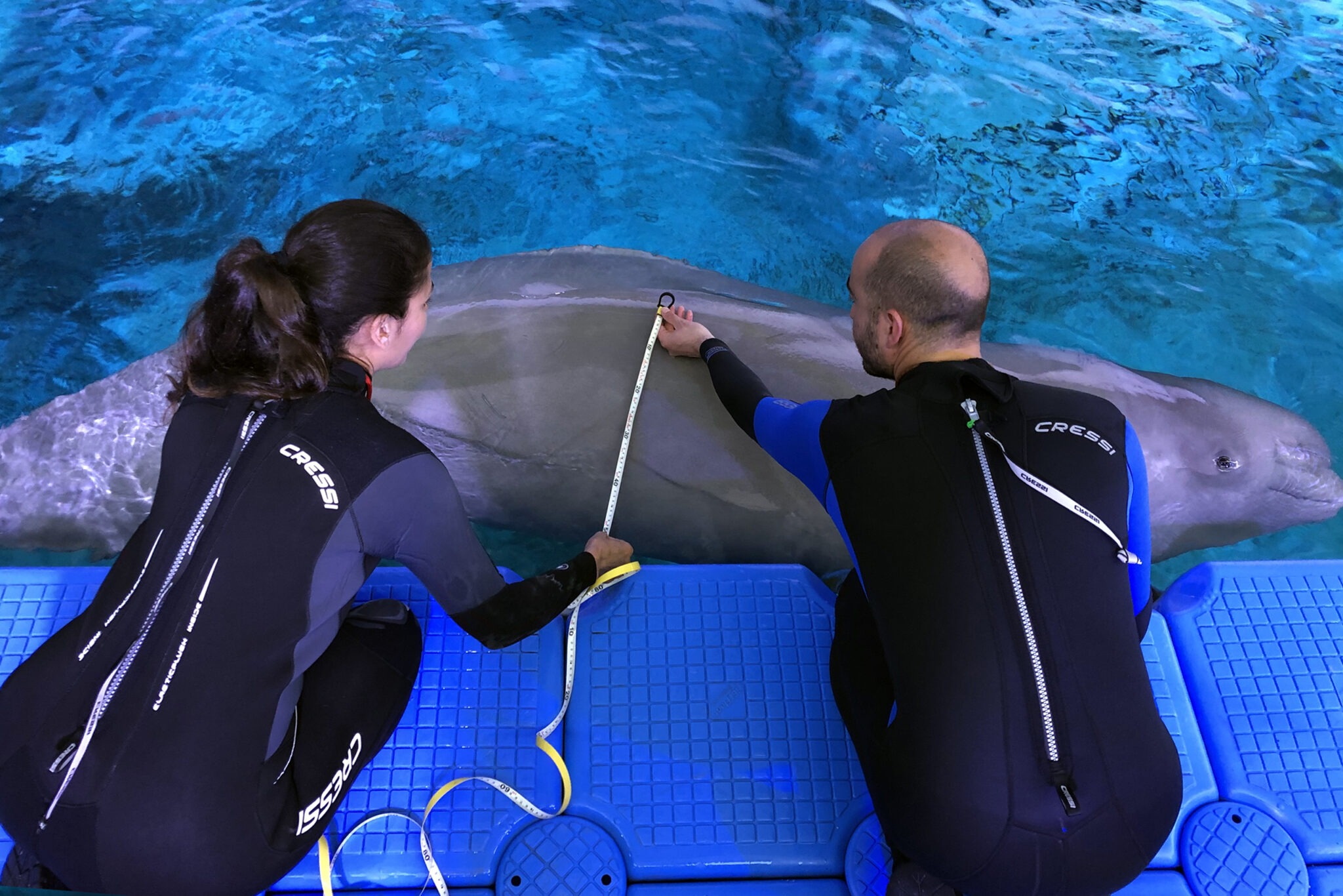 Oceanogràfic València: 20 años cuidando la vida en el mar ...