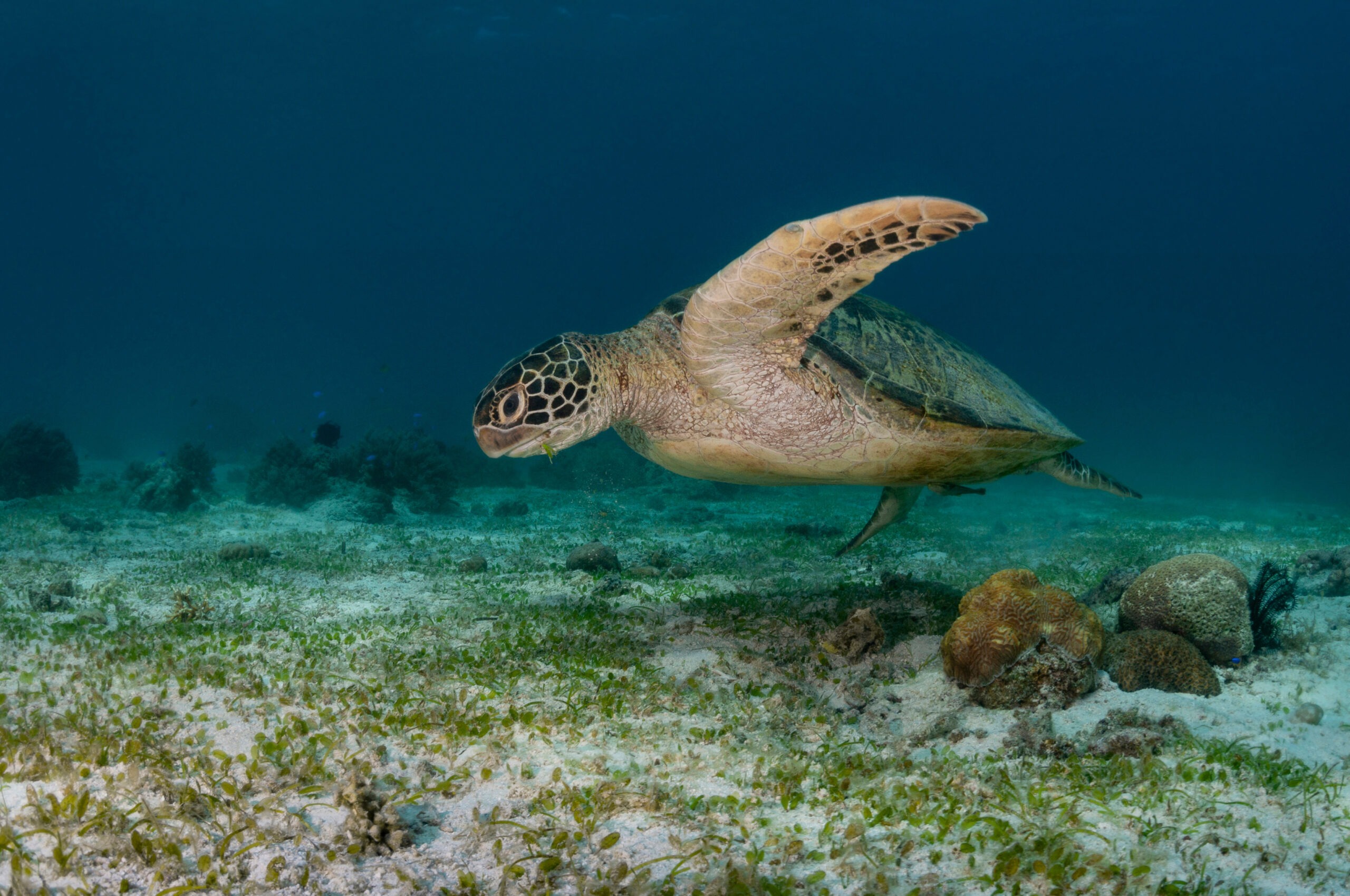 Tortuga verde - Oceanogràfic de València