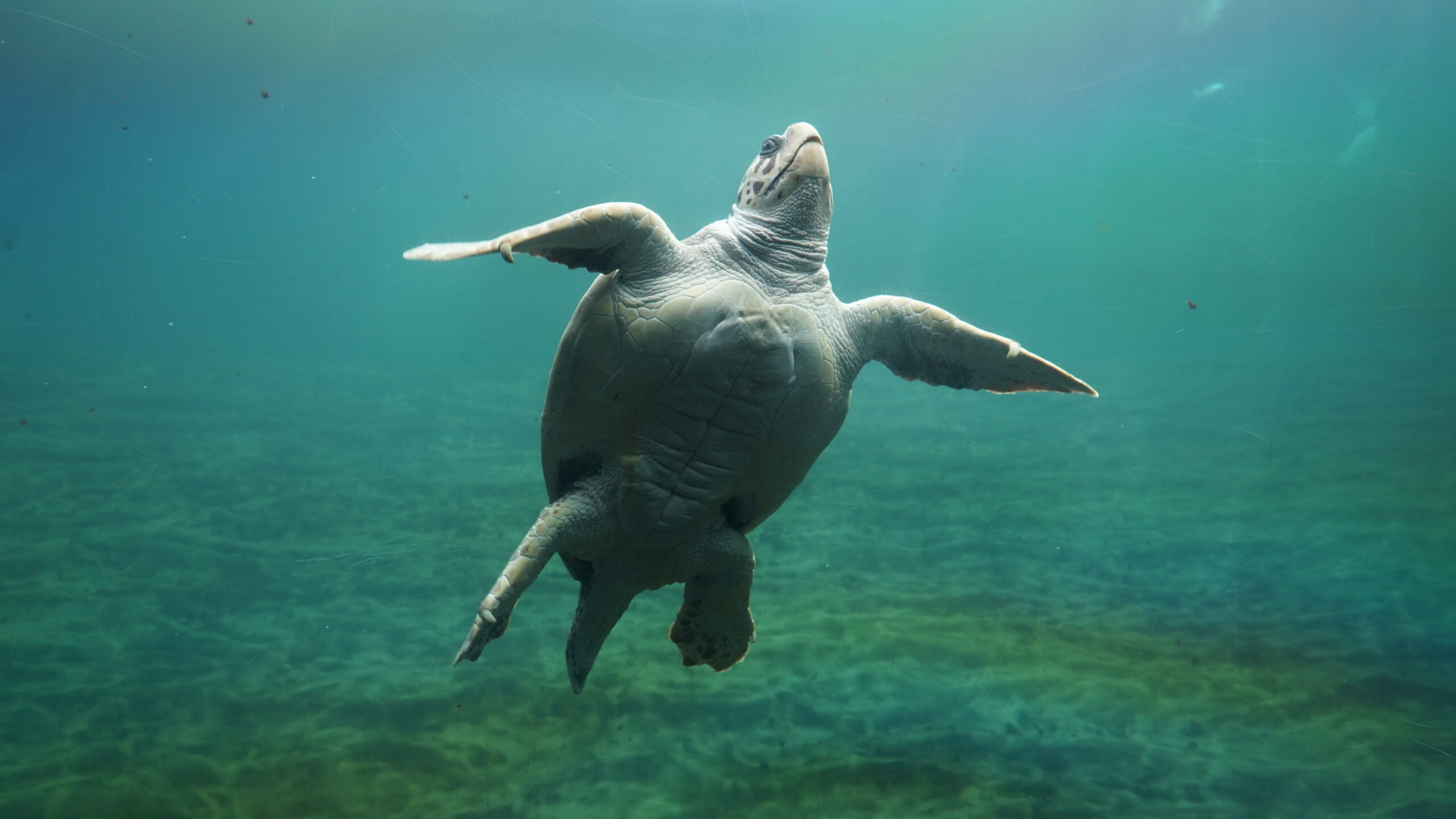 Caparazón De Tortuga Boba