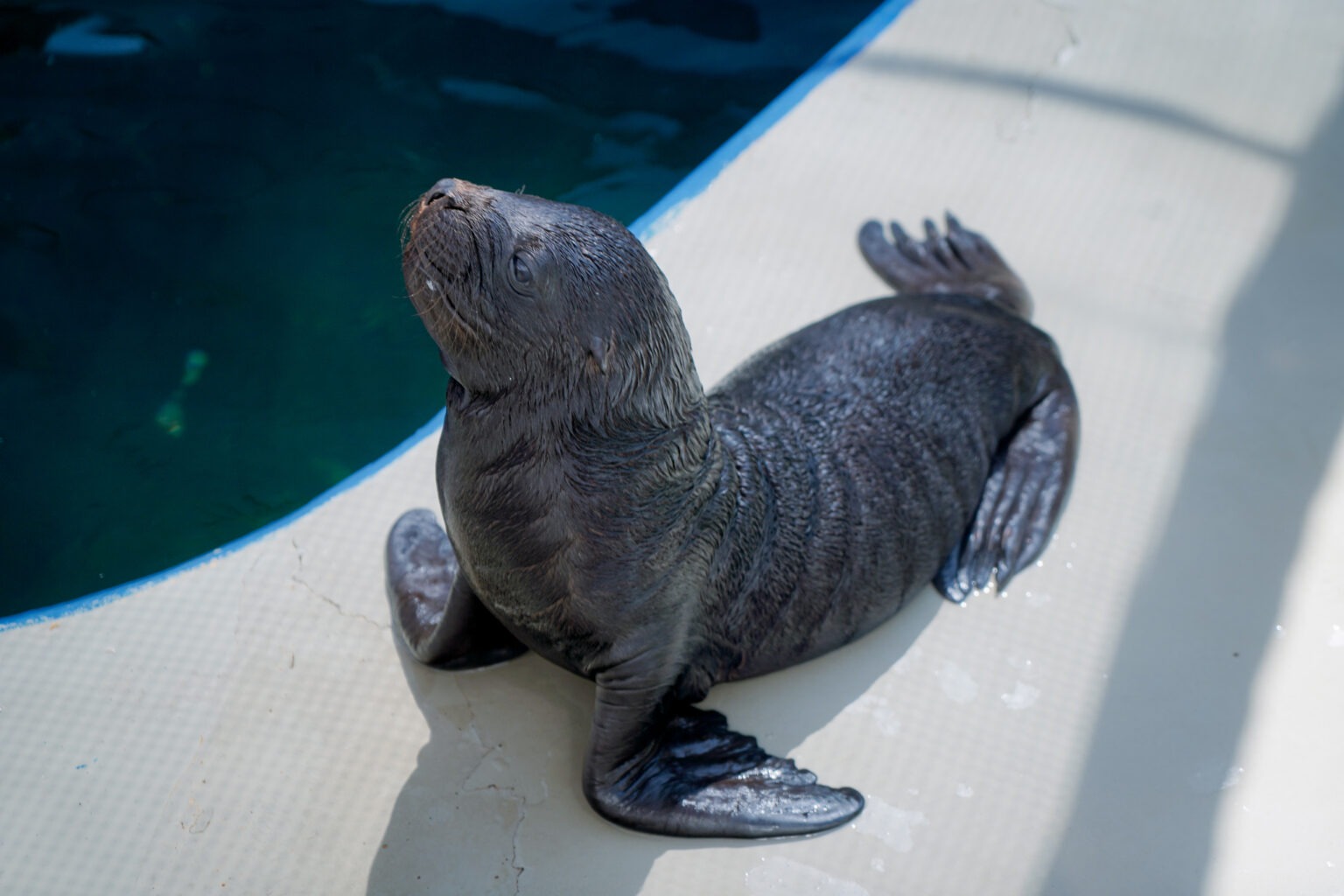 El león marino Liam cumple cuatro meses - Oceanogràfic de València