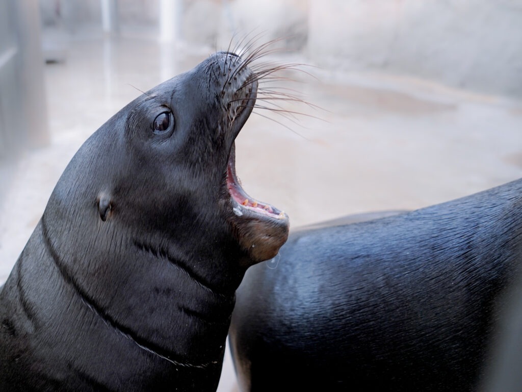 El león marino Liam cumple cuatro meses - Oceanogràfic de València