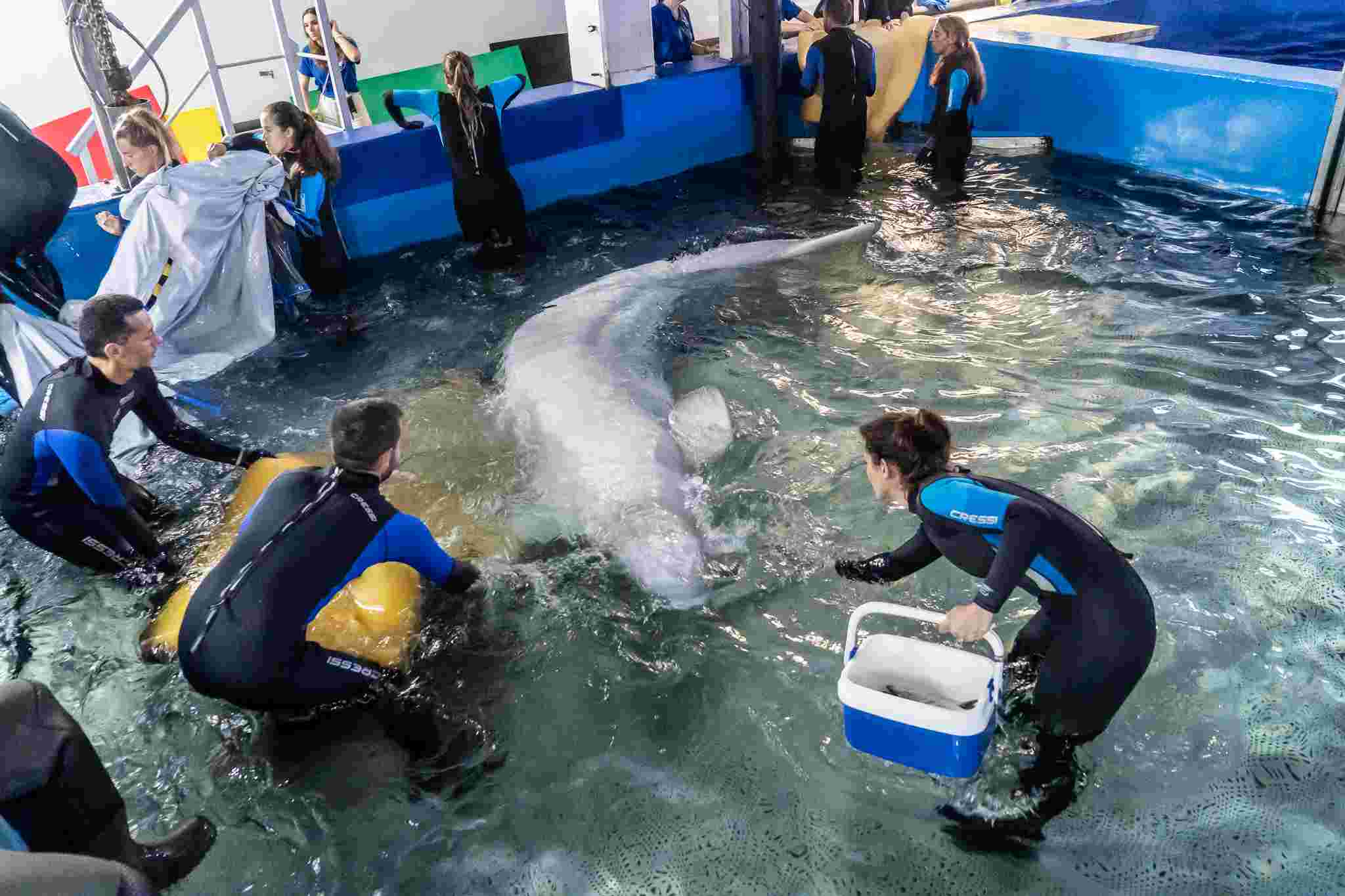 Two beluga whales rescued from Ukrainian aquarium evacuated to Spain ...