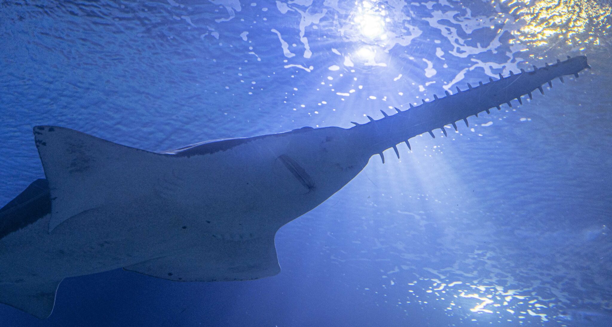 El Oceanogràfic incorpora un pez sierra de 103 kilos procedente de ...