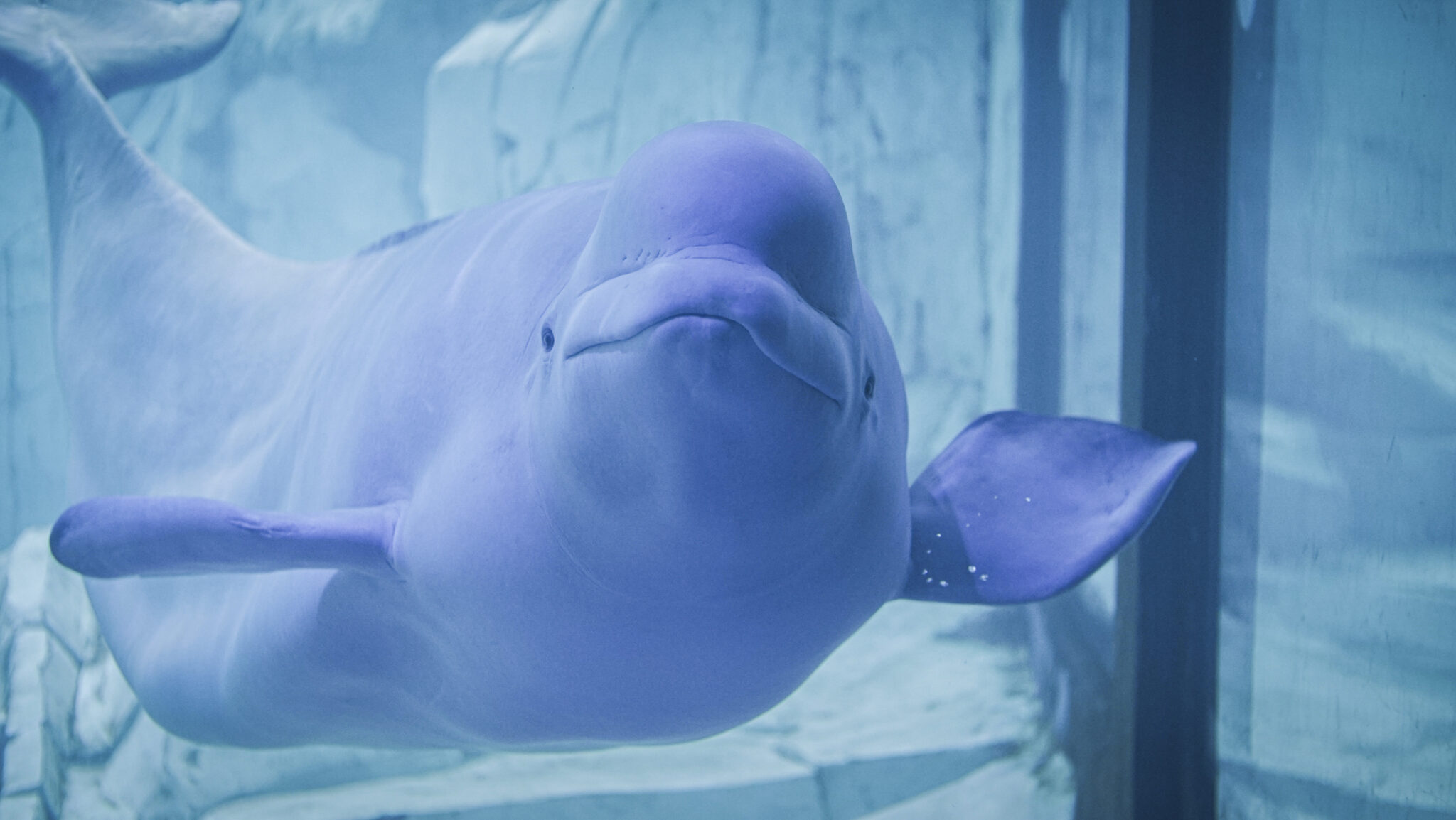 Kylu, la beluga que conecta ciencia y conservación - Oceanogràfic de ...