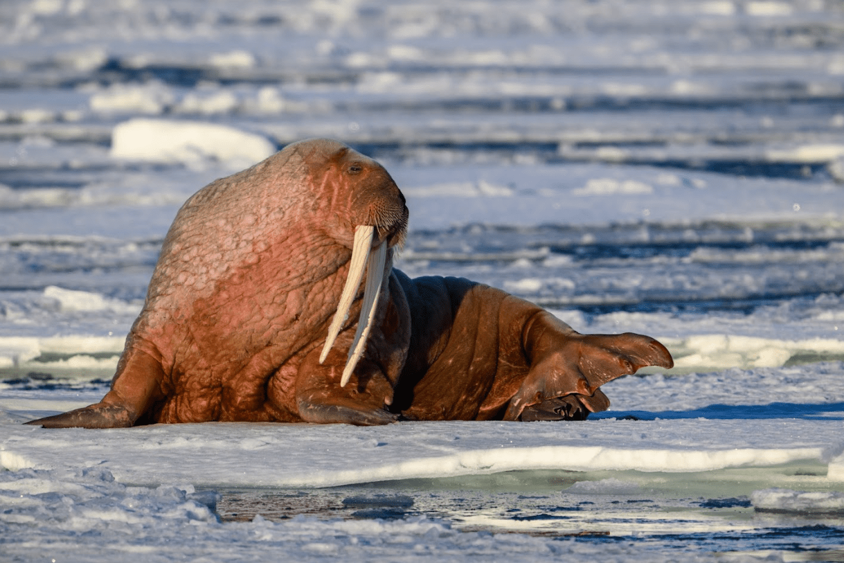 Morsa - Oceanogràfic de València