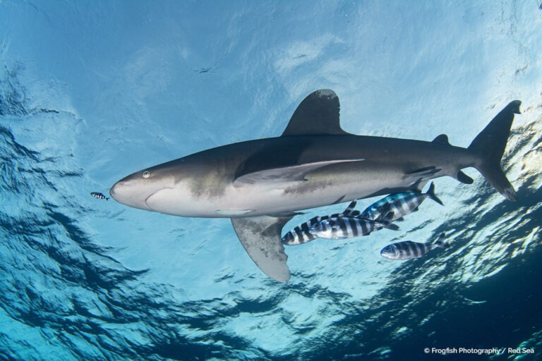 PROJECT OCEANIC WHITE TIP - Oceanogràfic de València